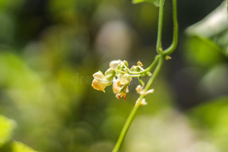 Fresh Bean Flowers on the Stem Stock Image - Image of background ...