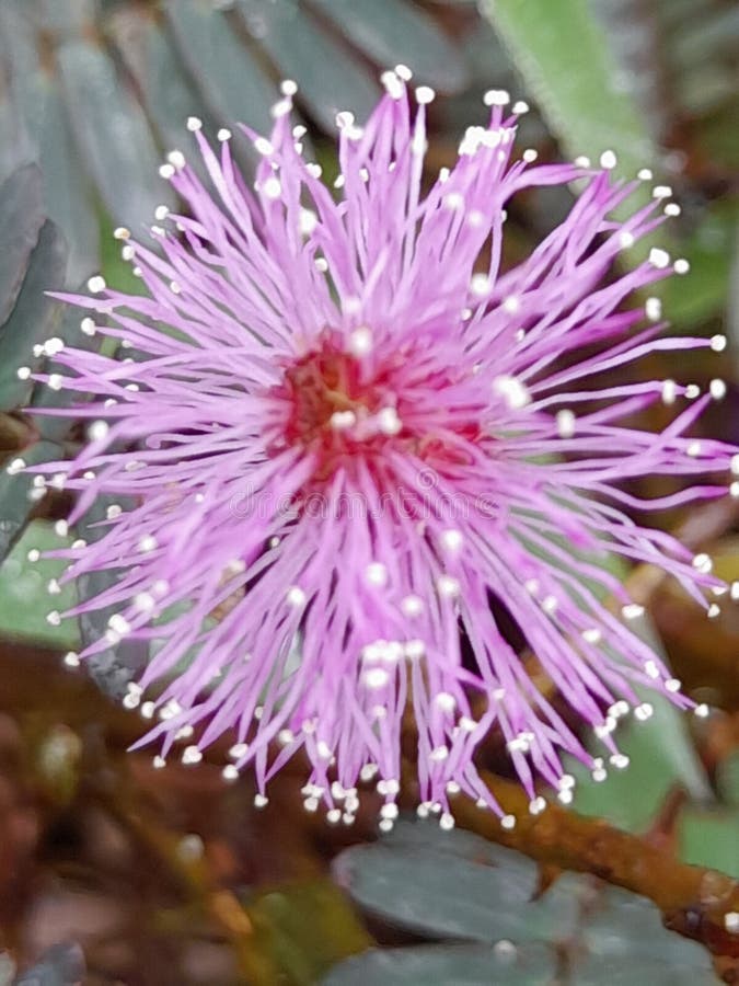 Flower Beatifull Mount Forest Rose Stock Image - Image of forest ...