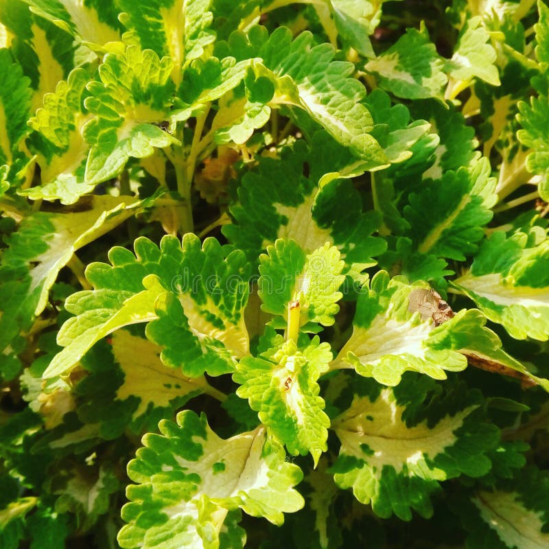 Colourfull leafe stock image. Image of leafe, flower - 115215435