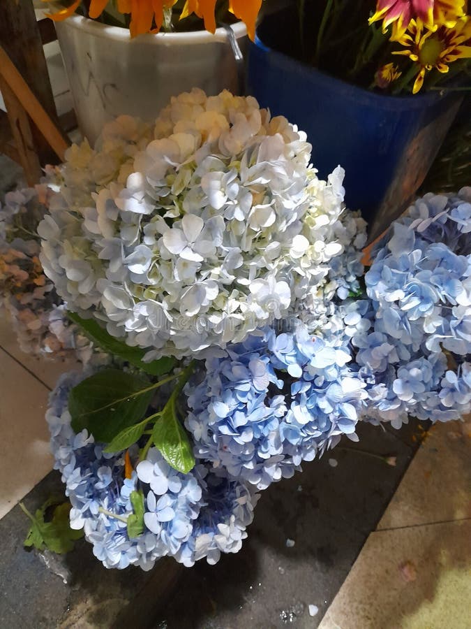 Flower is beautiful stock photo. Image of flower, blue - 277312644