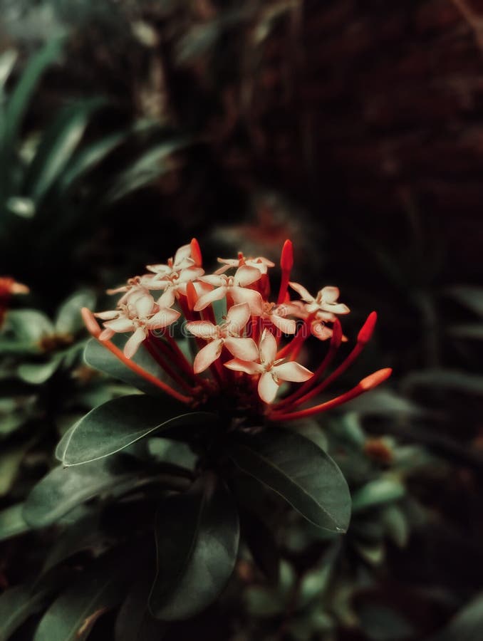 The flower is beautiful stock image. Image of nature - 382274519