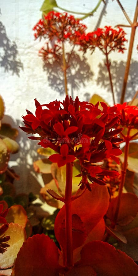 Flower Beautiful Best View Nature Home Stock Photo - Image of view ...