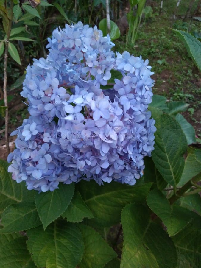 Bicol Ph Stock Photos - Free & Royalty-Free Stock Photos from Dreamstime