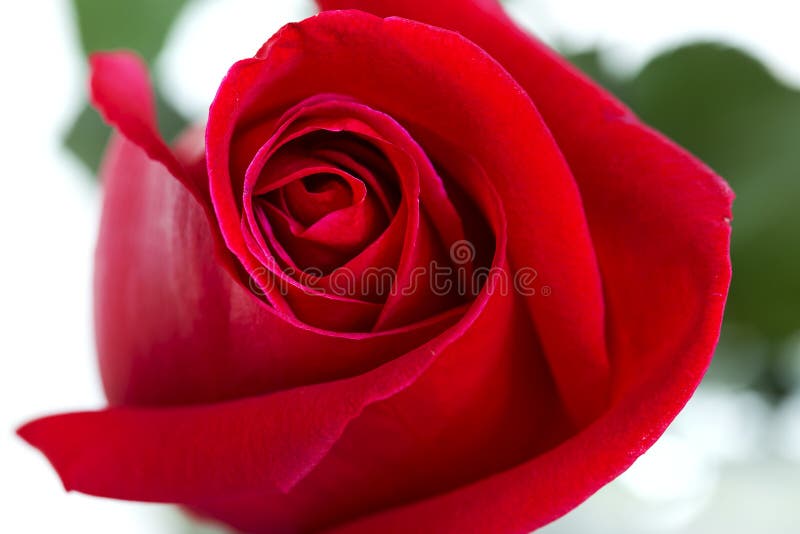Hot Pink Rose stock photo. Image of green, flowers, fragrance - 217960