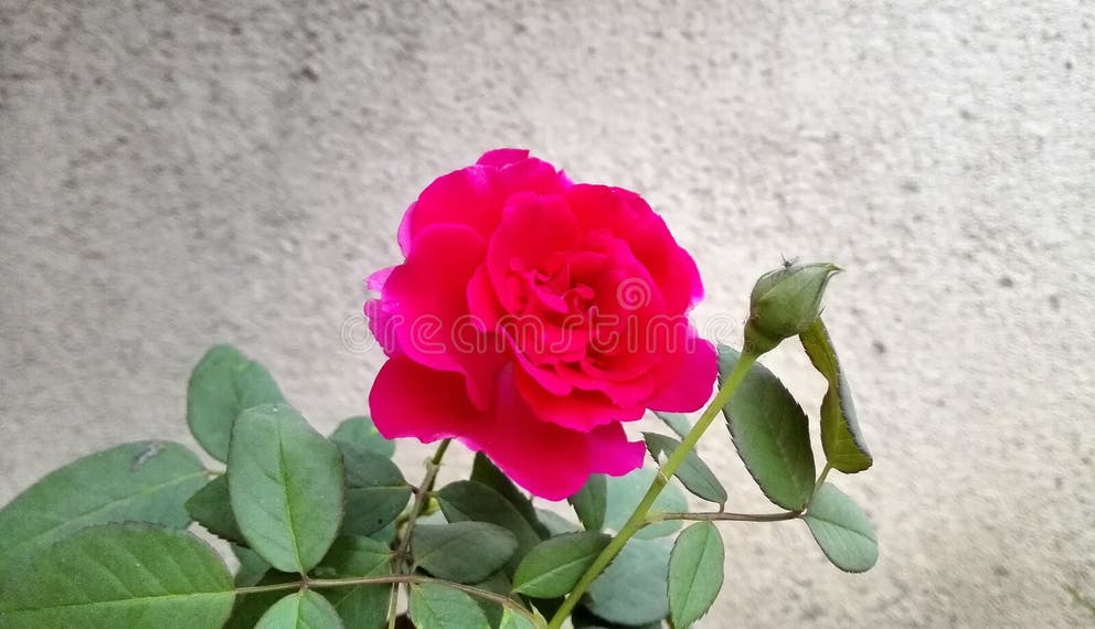 Flower stock photo. Image of plant, magenta, click, pink - 82173546