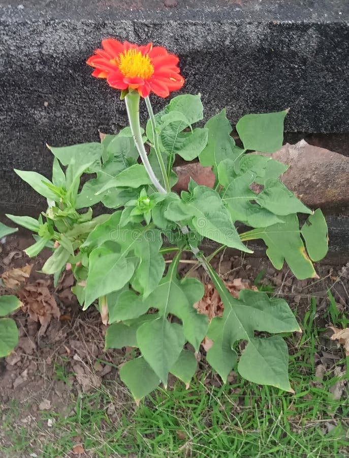 Beautiful Orange Bunga Oren Stock Photos - Free & Royalty-Free Stock ...