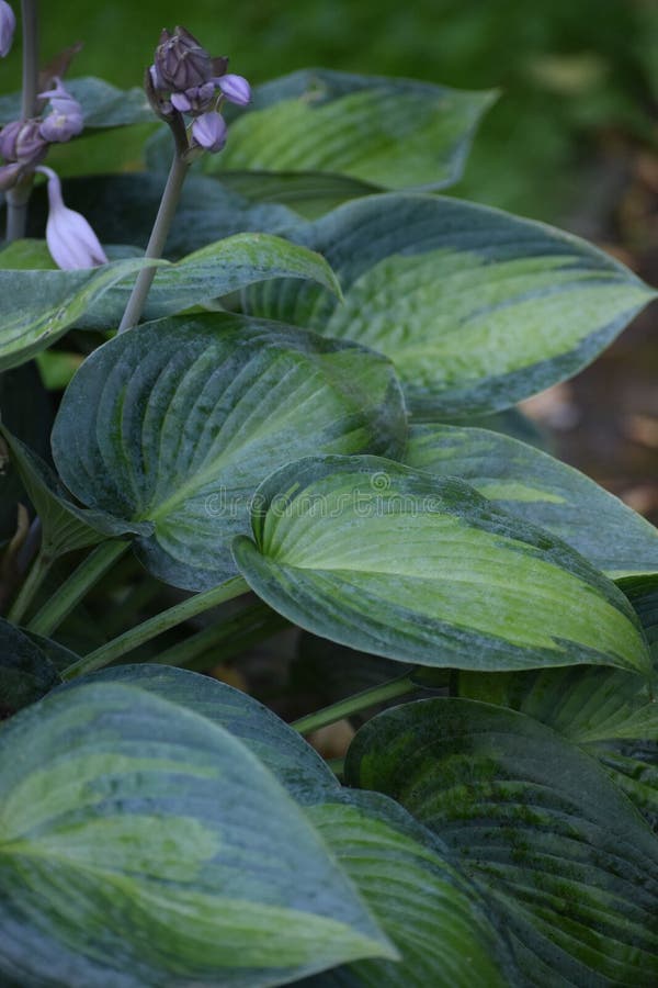 Hosta ventricosa stock photo. Image of agave, foliage - 225947152