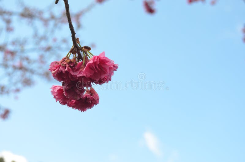 Flower stock photo. Image of garden, flower, plant, pink - 90030762