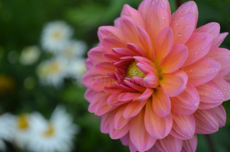 Flower stock photo. Image of flora, blooming, fresh, cute - 91482362