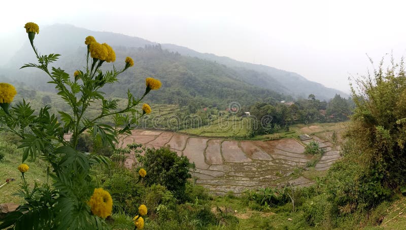 Flower and Beautiful Green Escape Stock Photo - Image of flower, escape ...