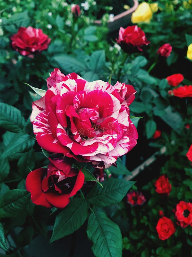 Flower stock photo. Image of flower, rose, nature, beautiful - 219379496