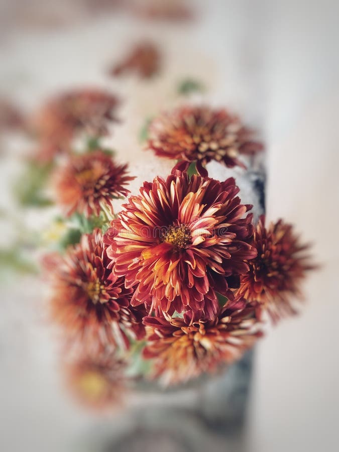 Kapuru Flower Stock Photos - Free & Royalty-Free Stock Photos from ...