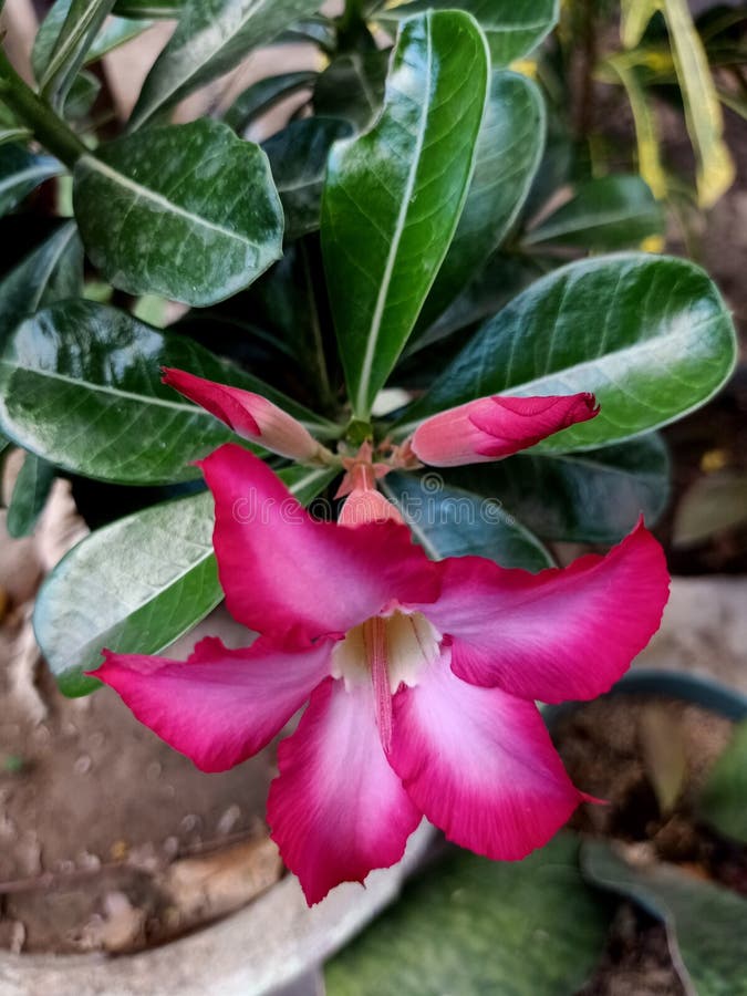 Flower is beautiful stock photo. Image of beautiful - 159688432