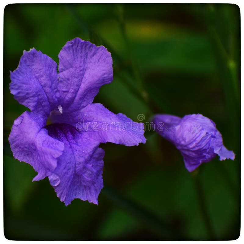 Flower stock image. Image of nature, violet, beautiful - 120607167