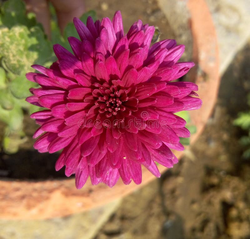 Flower stock photo. Image of flowerpot, flowepot, indian - 91365564