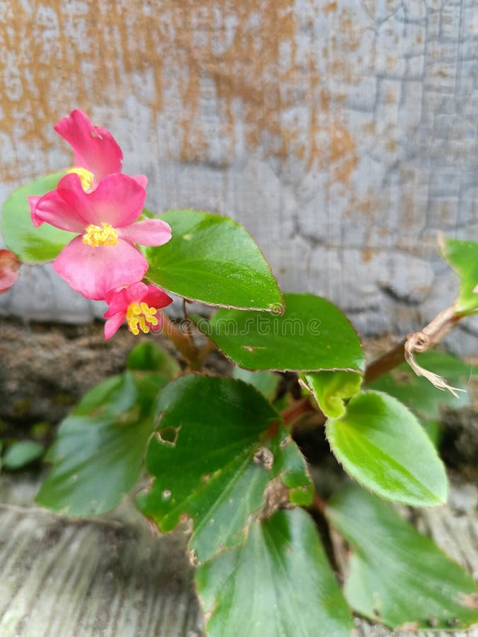 Flower Beautiful Pretty Tiny Stock Image - Image of flower, cute: 375701555