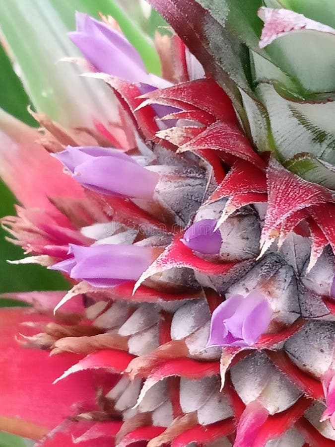 Tree of plant stock image. Image of produce, beautiful - 203070991