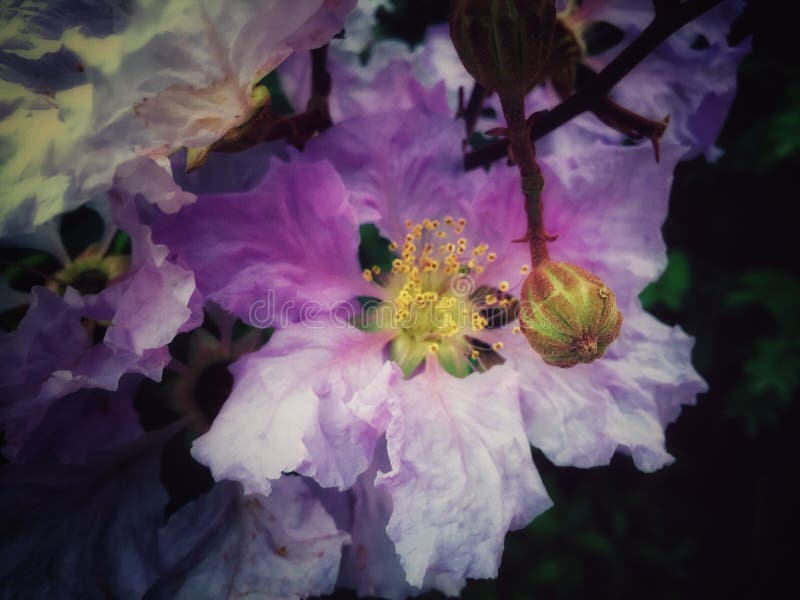 Flower stock image. Image of flower, nature, smile, beautiful - 76236731