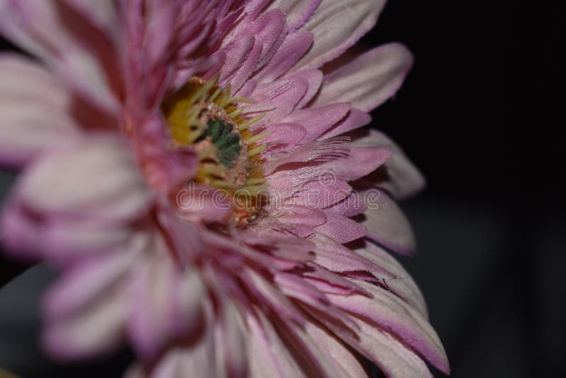 Flower stock photo. Image of flower, plastic, shot, pink - 119687632