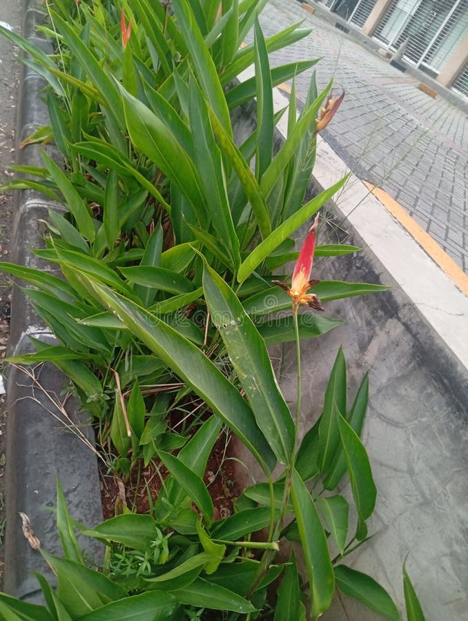 Flower Beautiful Street in Garden Stock Photo - Image of flower, green ...