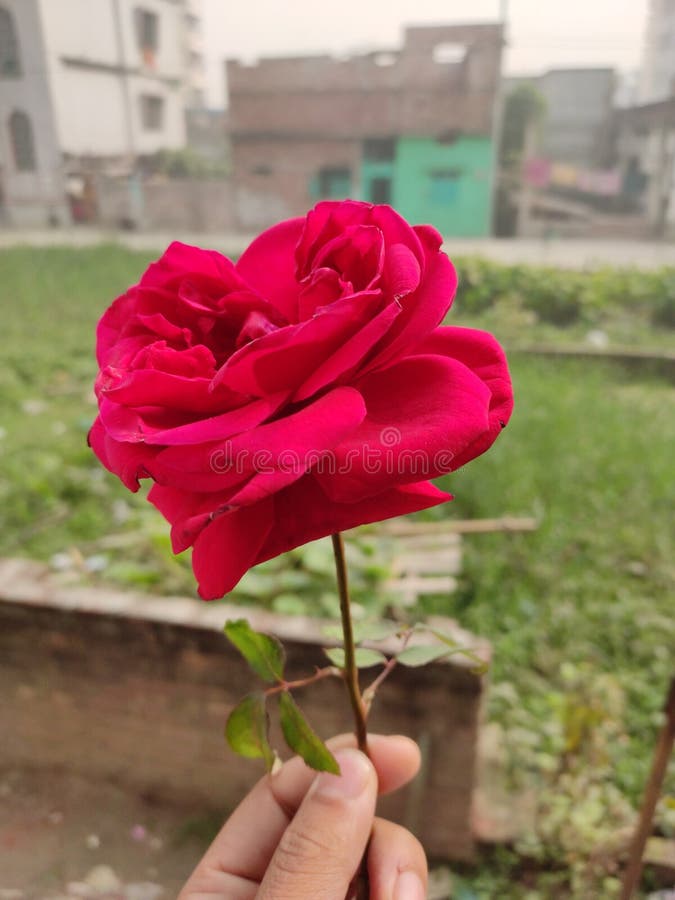 Flower stock image. Image of golap, flower, dhaka - 177945113