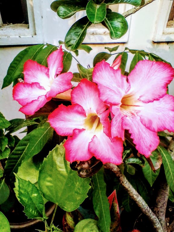 The flower stock image. Image of tabulampot, beautiful - 166198965