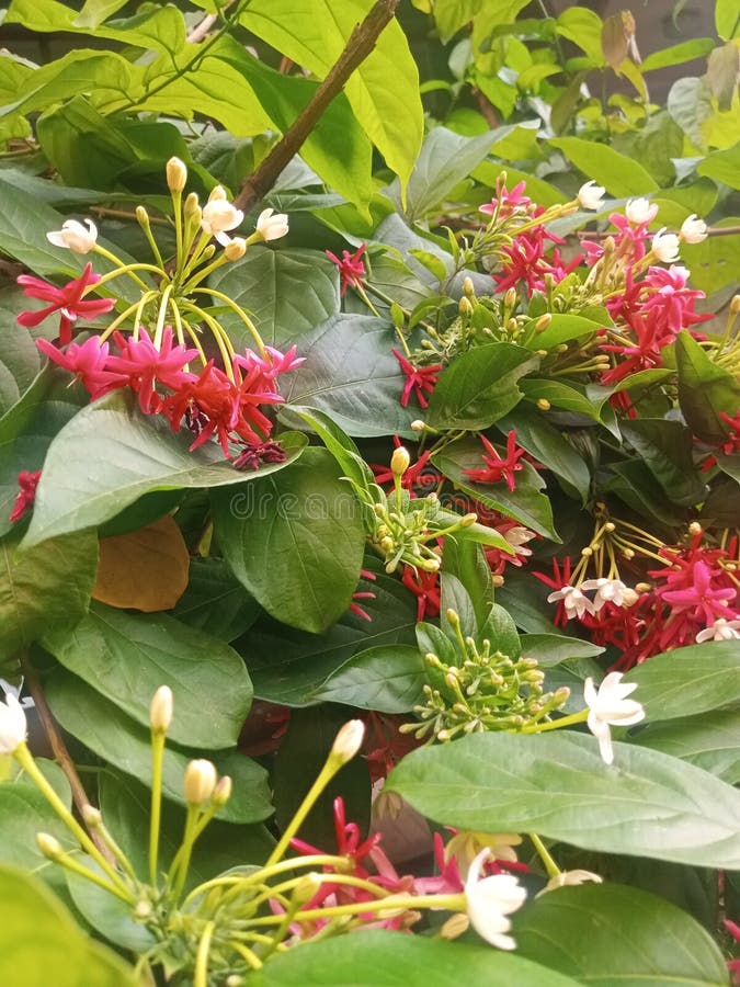 Flower Beautiful Viral for Indonesian Stock Photo - Image of flower ...