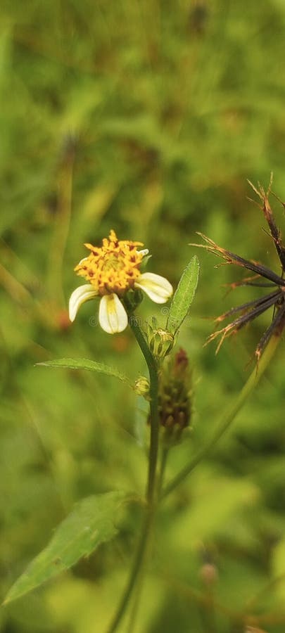 Flower Beautiful Viral West Java Stock Photos - Free & Royalty-Free ...