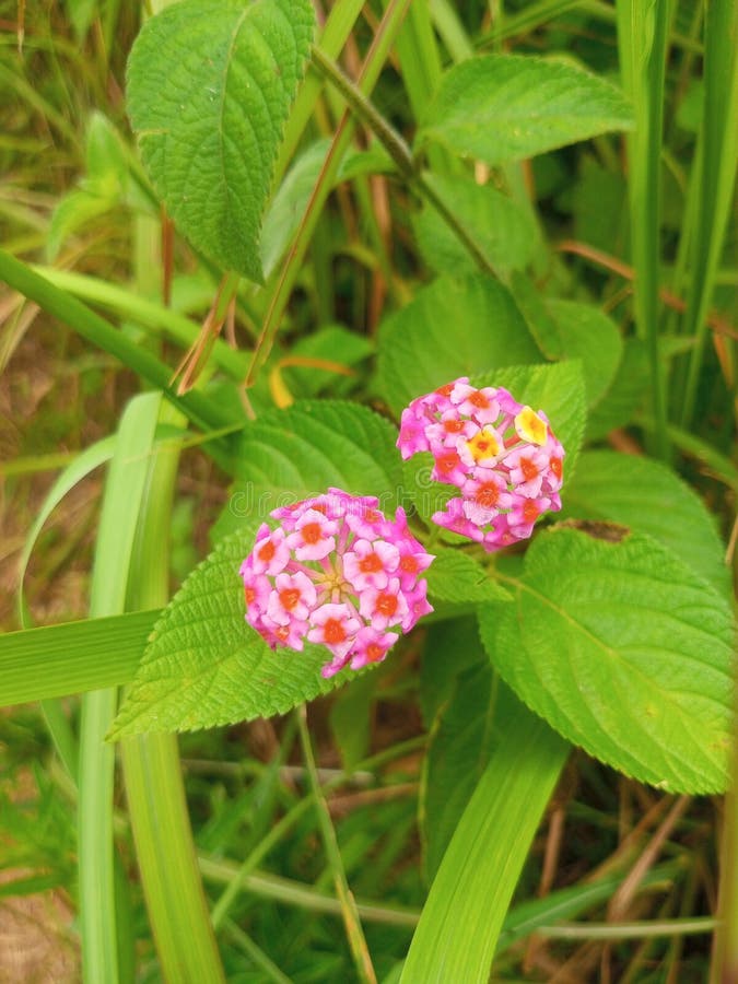 Flower Beautiful Viral for West Java Stock Photo - Image of beautiful ...