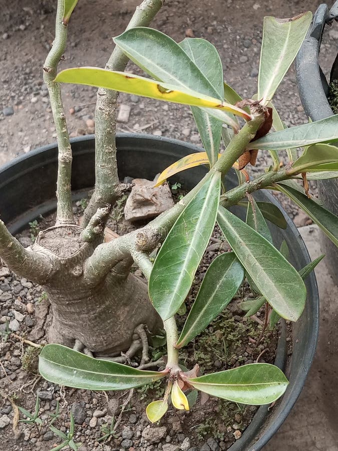 Flower Beautiful Viral for West Java Stock Photo - Image of flower ...