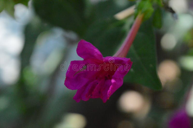 Flower stock image. Image of bestflower, green, flower - 126135227