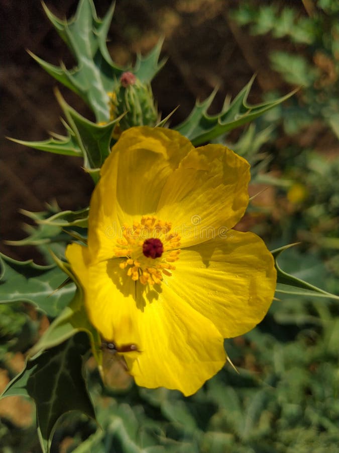 Flower stock photo. Image of patel, beautiful, flower - 174635040