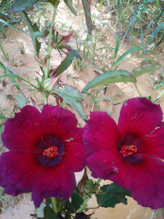 Flower stock image. Image of flower, beauty, garden - 111235493