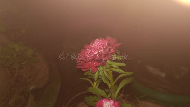 Flower stock image. Image of plant, jabaras, flower, beauty - 85489731