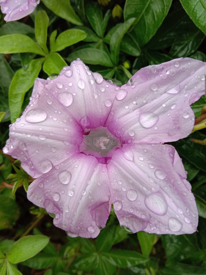 Flower Beauty Morning Time Click Stock Photo - Image of flower, click ...