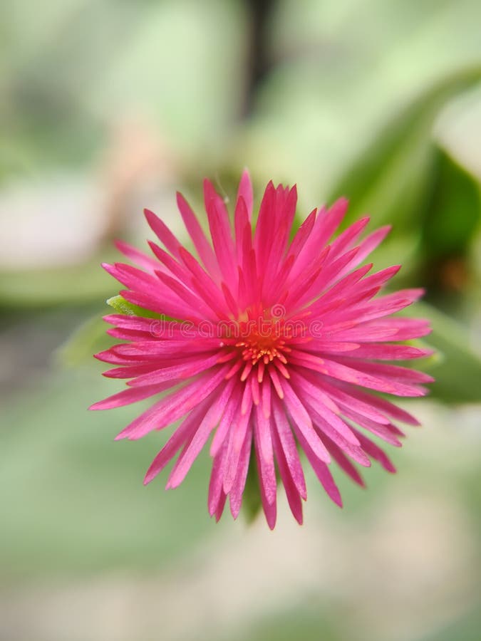 Natural Colour Beauty Bangladesh Stock Photo - Image of colour, natural ...