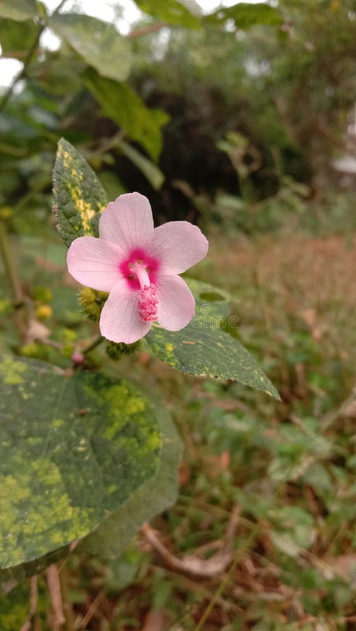 Flower Beauty Natural Flora and Fauna Environment Stock Image - Image ...