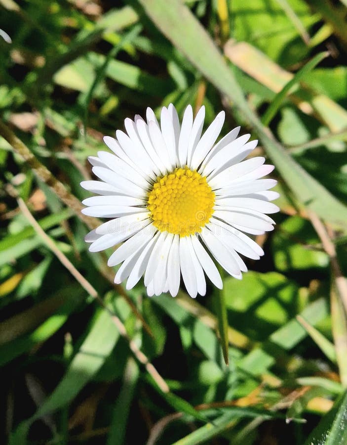 Flower Beauty in Nature Plante Stock Image - Image of sunflower, flower ...