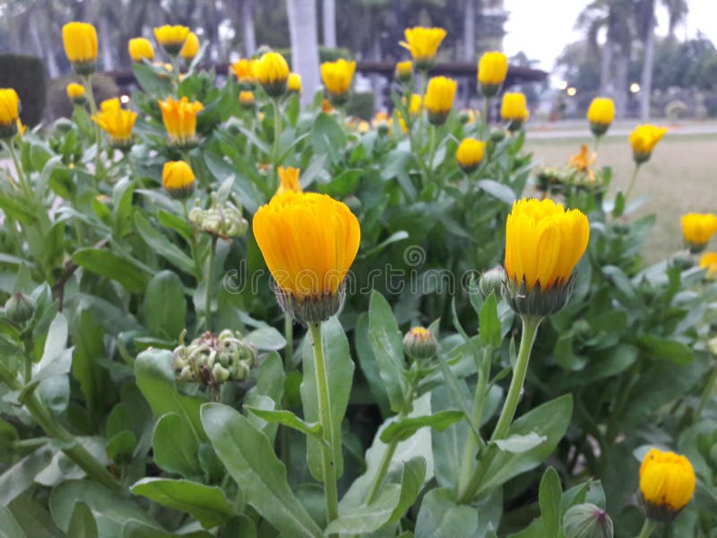 Beautiful Flower Natural Scene Stock Image - Image of natural ...