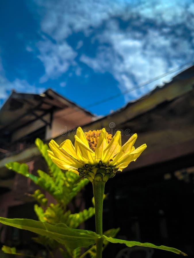 Flower Beauty and Sky Blue in the Morning Time Stock Image - Image of ...
