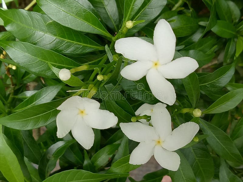 Jasmine stock photo. Image of jasmine, flower, tree - 116482104