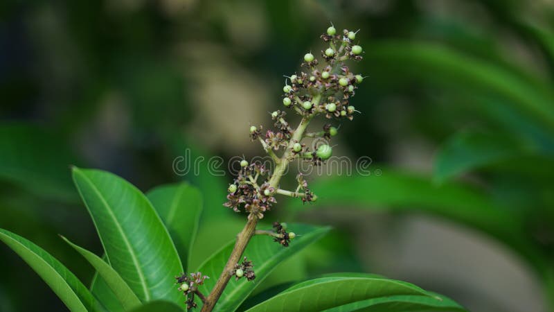 Flowers before Becoming Mango Fruit Stock Photo - Image of phase, tasty ...