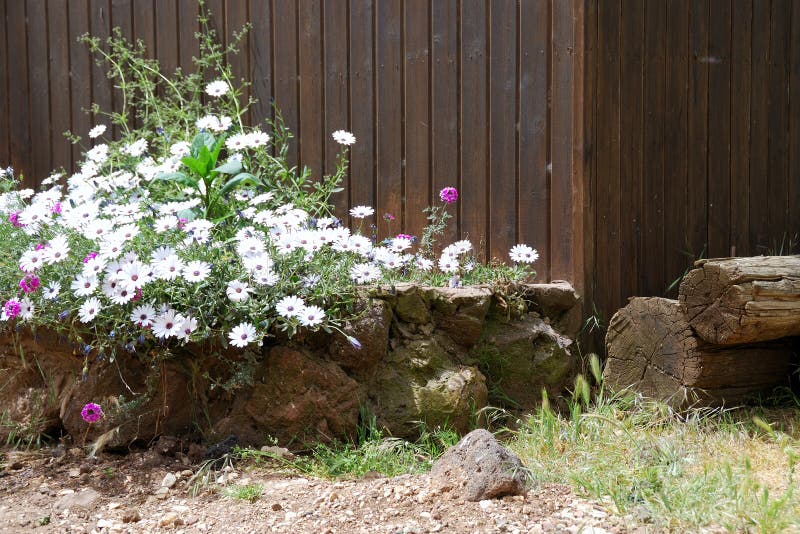 Flower bed stock image. Image of macro, rustic, idyllic - 11233329