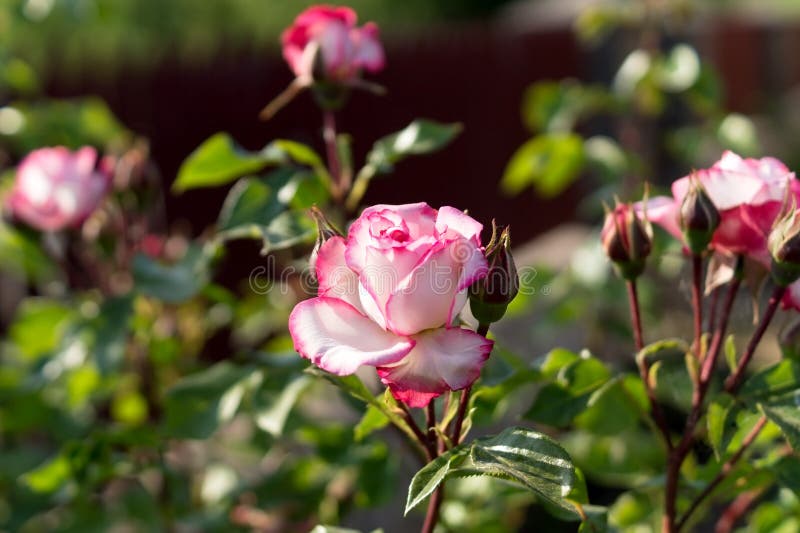 Flower Bed with Beautiful Flowering Pink Roses Stock Image - Image of ...