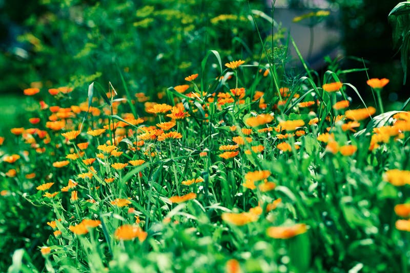 Flower Bed with Calendula Flowers Stock Photo - Image of calendula ...