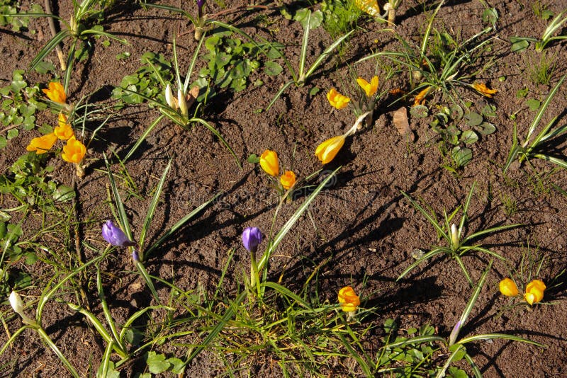A Flower Bed with Crocus Flowers. Patch with Yellow and Purple Crocus ...