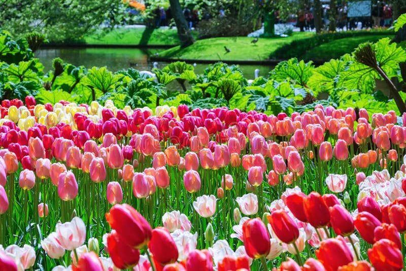 Tulips Flower Bed stock image. Image of nature, flourish - 169535015