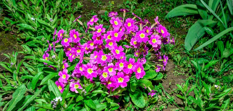 Flower Bed with Flowering Primroses in the Garden in the Spring. Stock ...