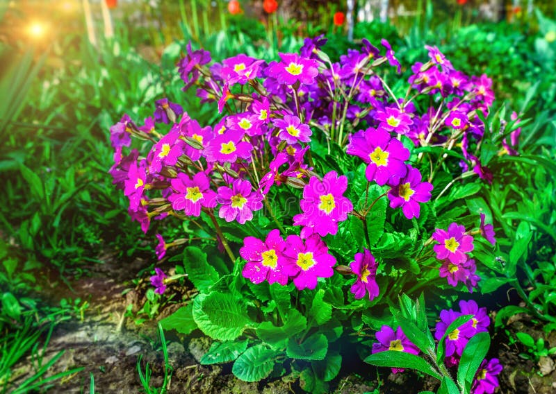 Flower Bed with Flowering Primroses in the Garden in the Spring. Stock ...