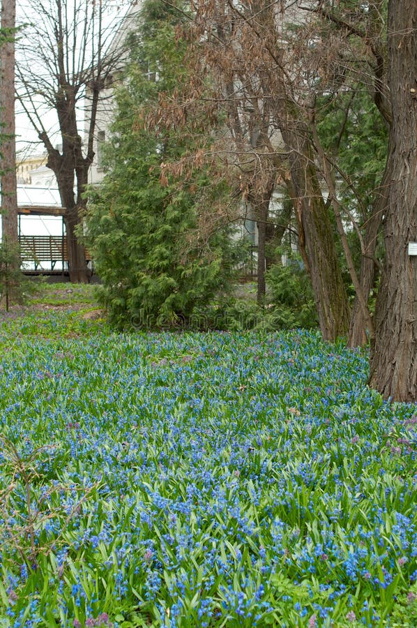 Flower Bed in the Forest Vert Stock Photo - Image of detail, bloom ...